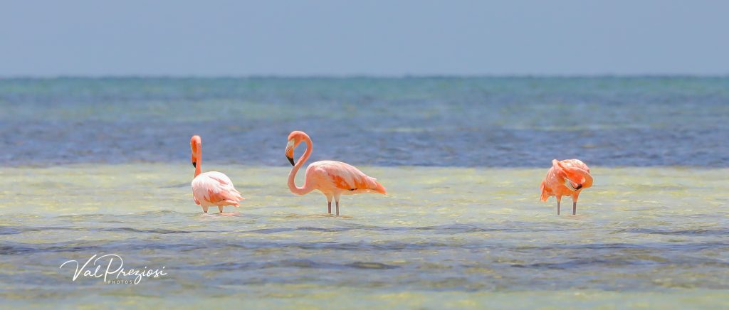 Residents of Florida Keys get rare chance to see pink flamingos