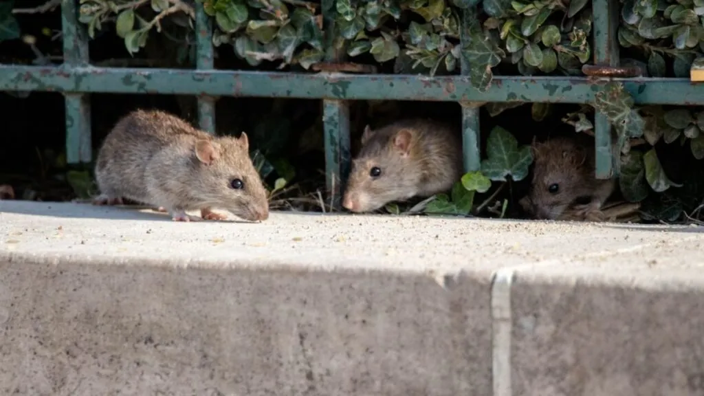 Three Ohio Cities Ranked In The List Of The Most Rat-infested Areas In ...